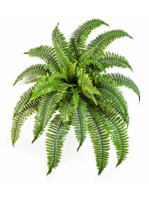 Veštačka paprat - Urban Garden