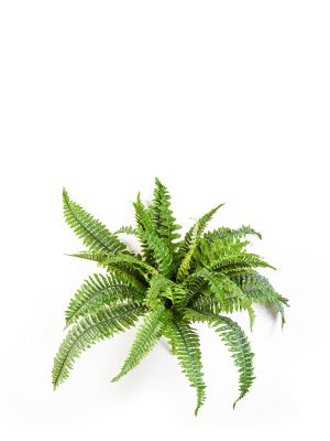 Veštačka paprat - Urban Garden