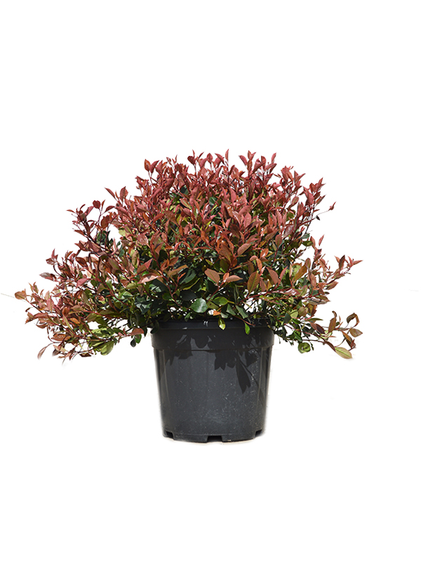 Fotinija lopta - Urban Garden