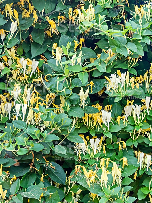 Orlovi nokti - Urban Garden