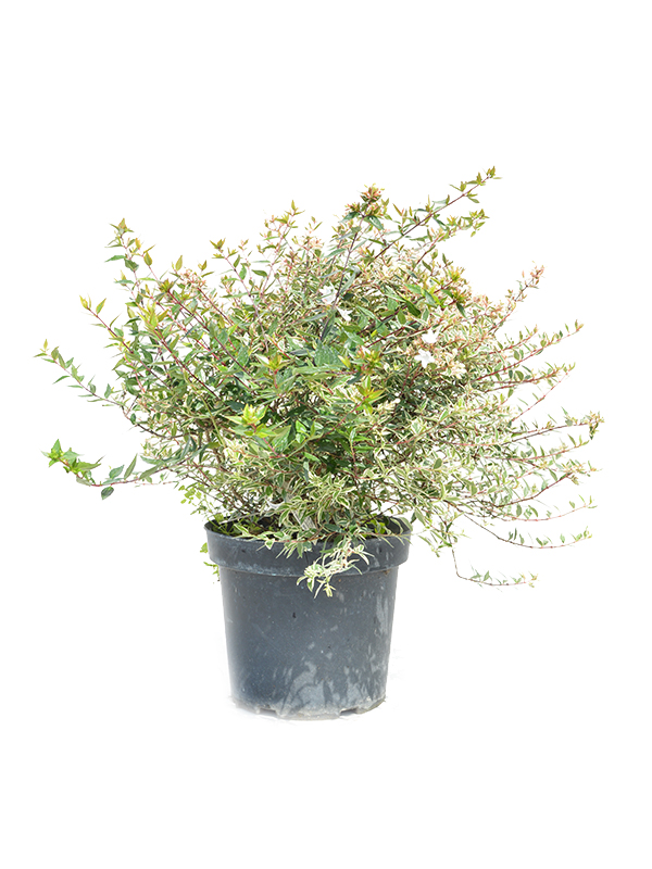Abelija - Urban Garden