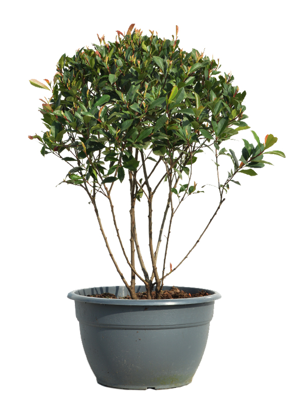 Pocetna-stranica - Urban Garden