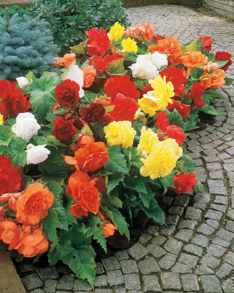 Sadnja lukovica u proleće - Urban Garden