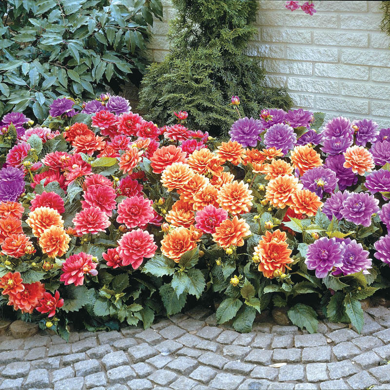 Sadnja lukovica u proleće - Urban Garden