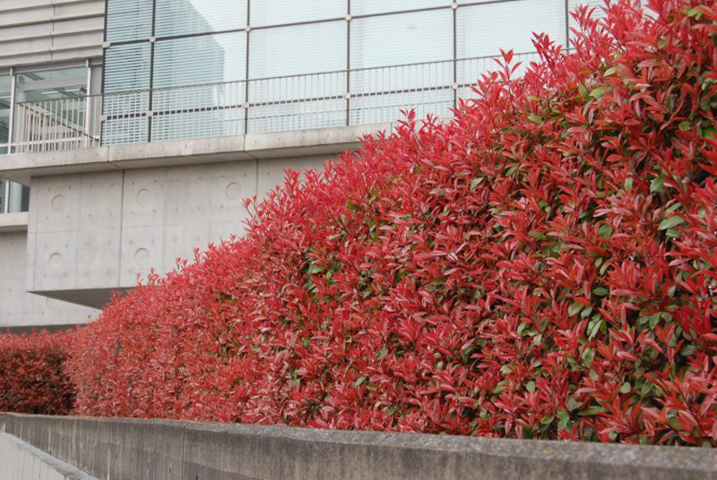 Zimzelena živa ograda - Urban Garden