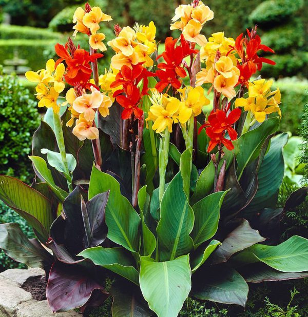 Sadnja lukovica u proleće - Urban Garden